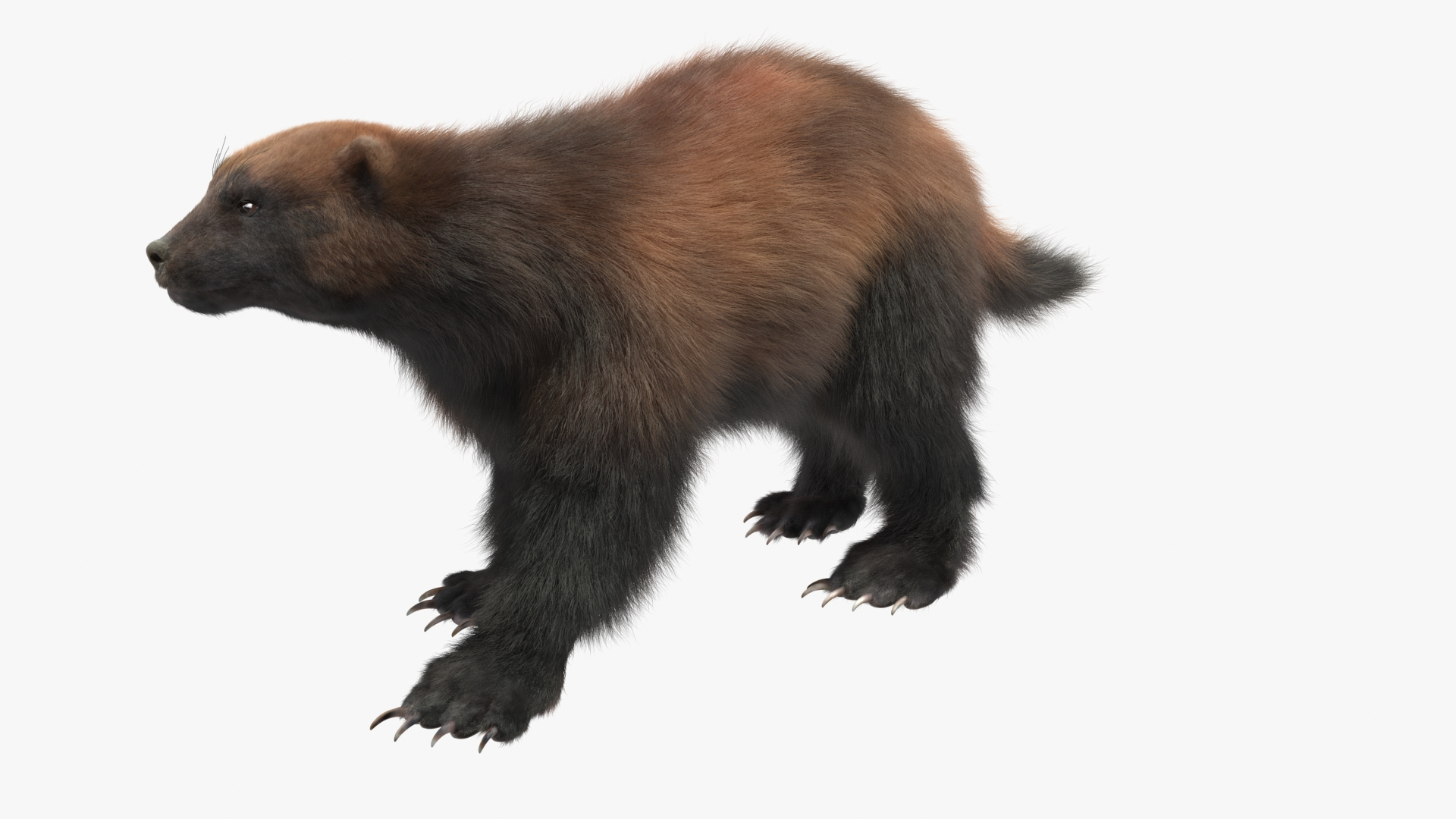 Wolverine Dark Color Walking Pose Fur 3D Model - TurboSquid 2157511