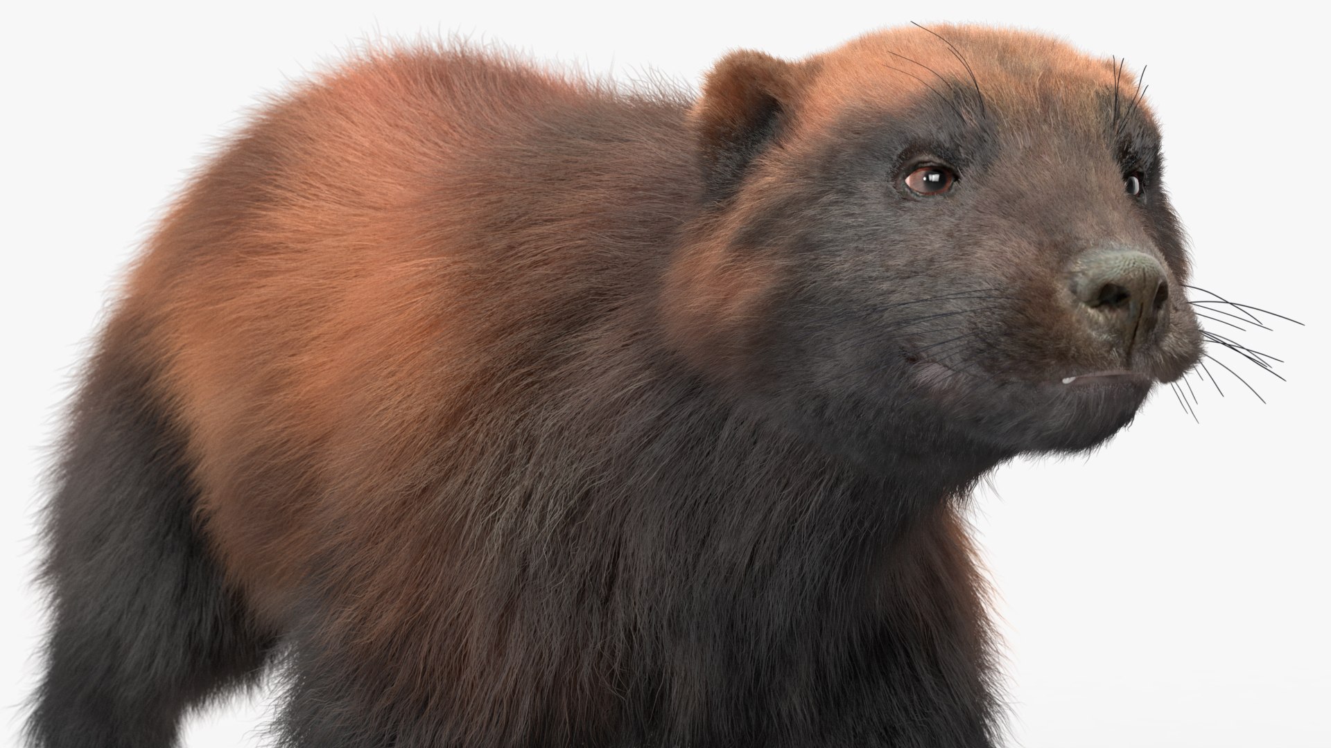 Wolverine Dark Color Walking Pose Fur 3D Model - TurboSquid 2157511