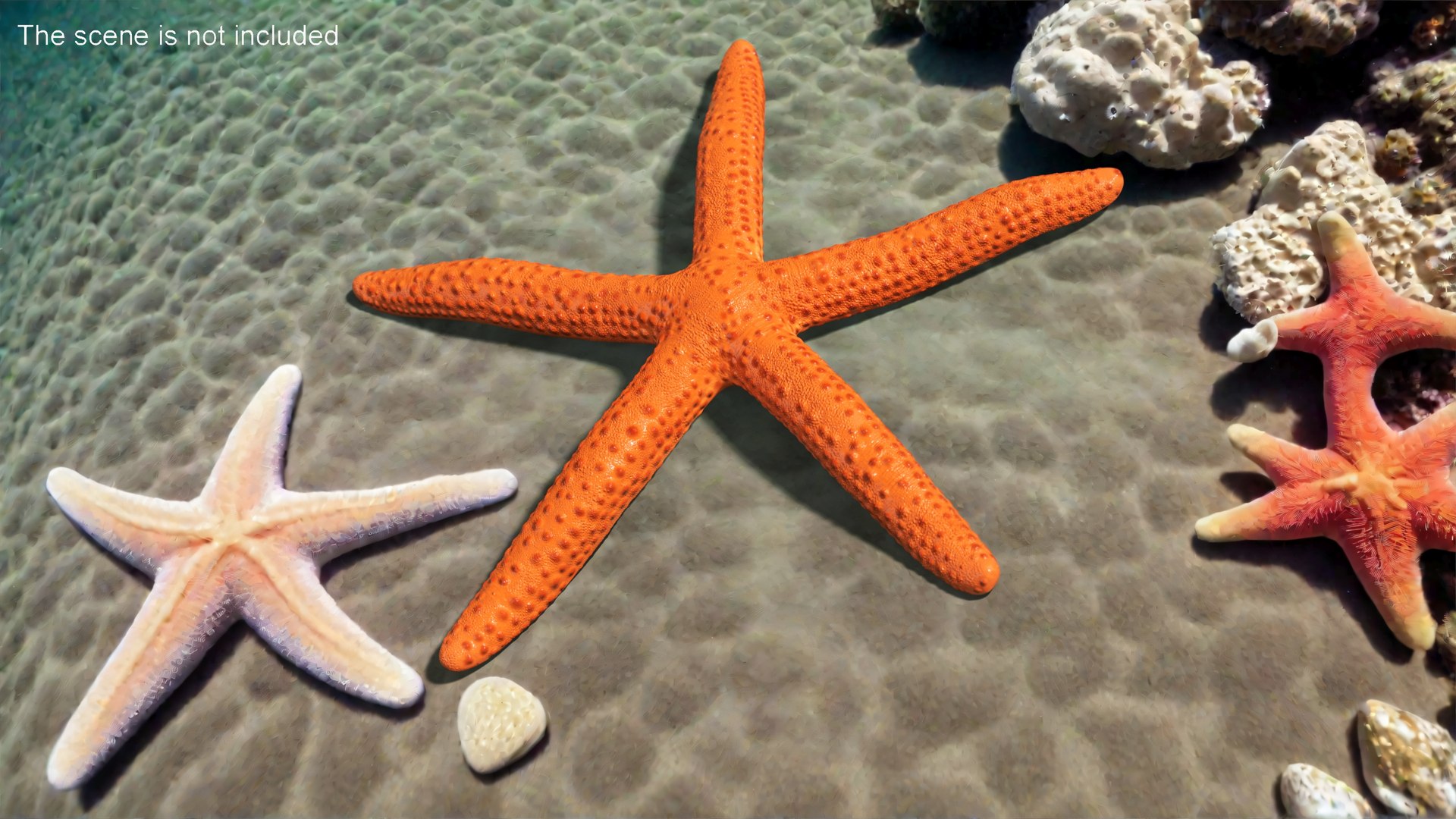 3D Red Sea Star Rigged Model - TurboSquid 2223297