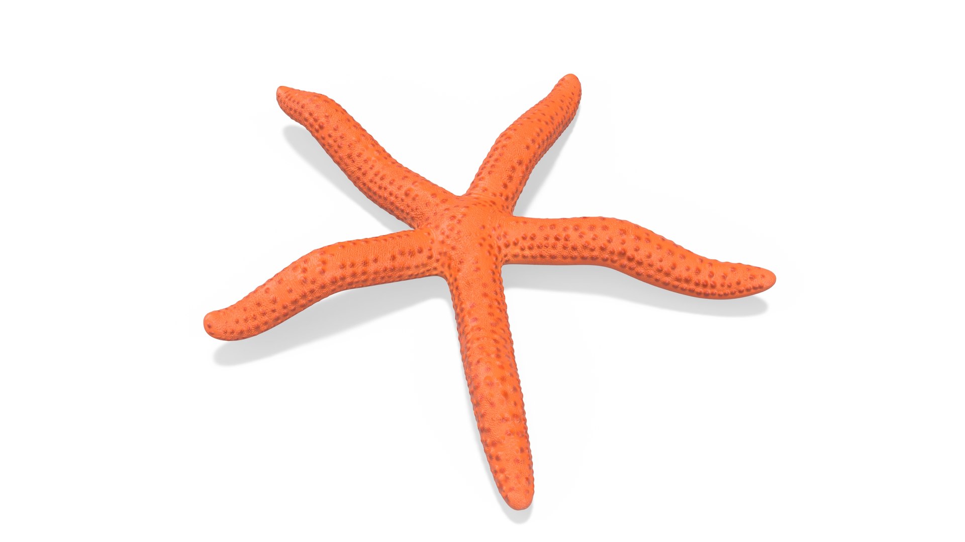 3D Red Sea Star Rigged Model - TurboSquid 2223297