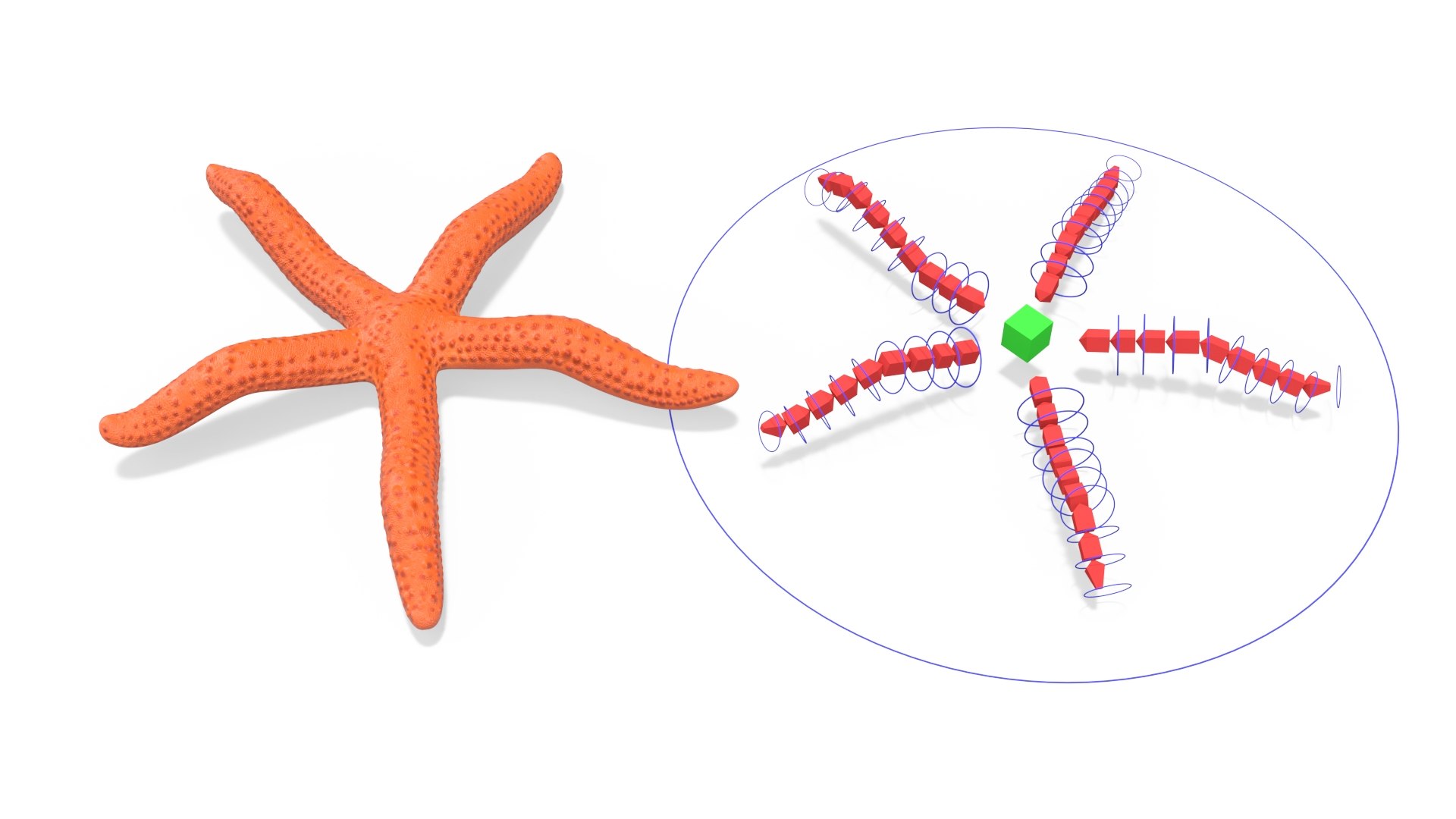 3D Red Sea Star Rigged Model - TurboSquid 2223297