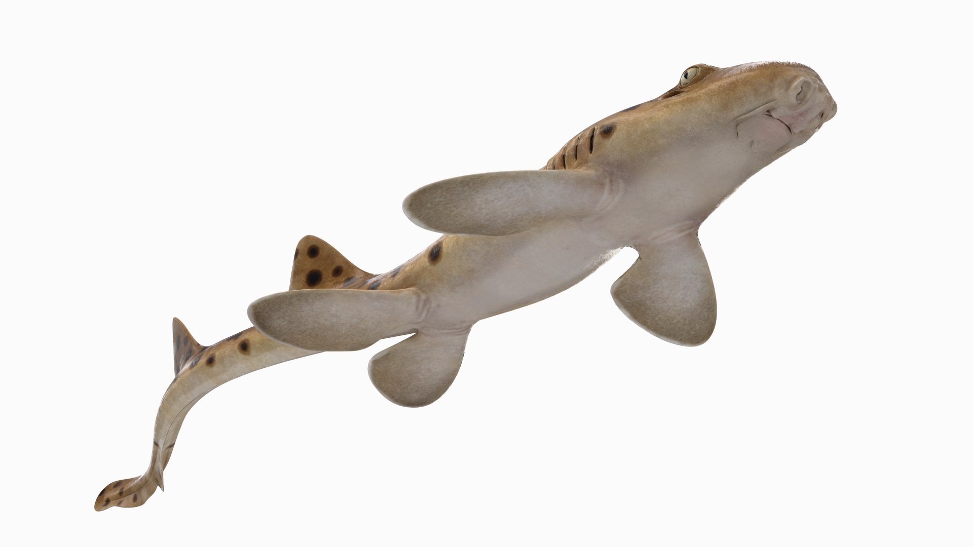 3D Epaulette Shark Animated - TurboSquid 2012632