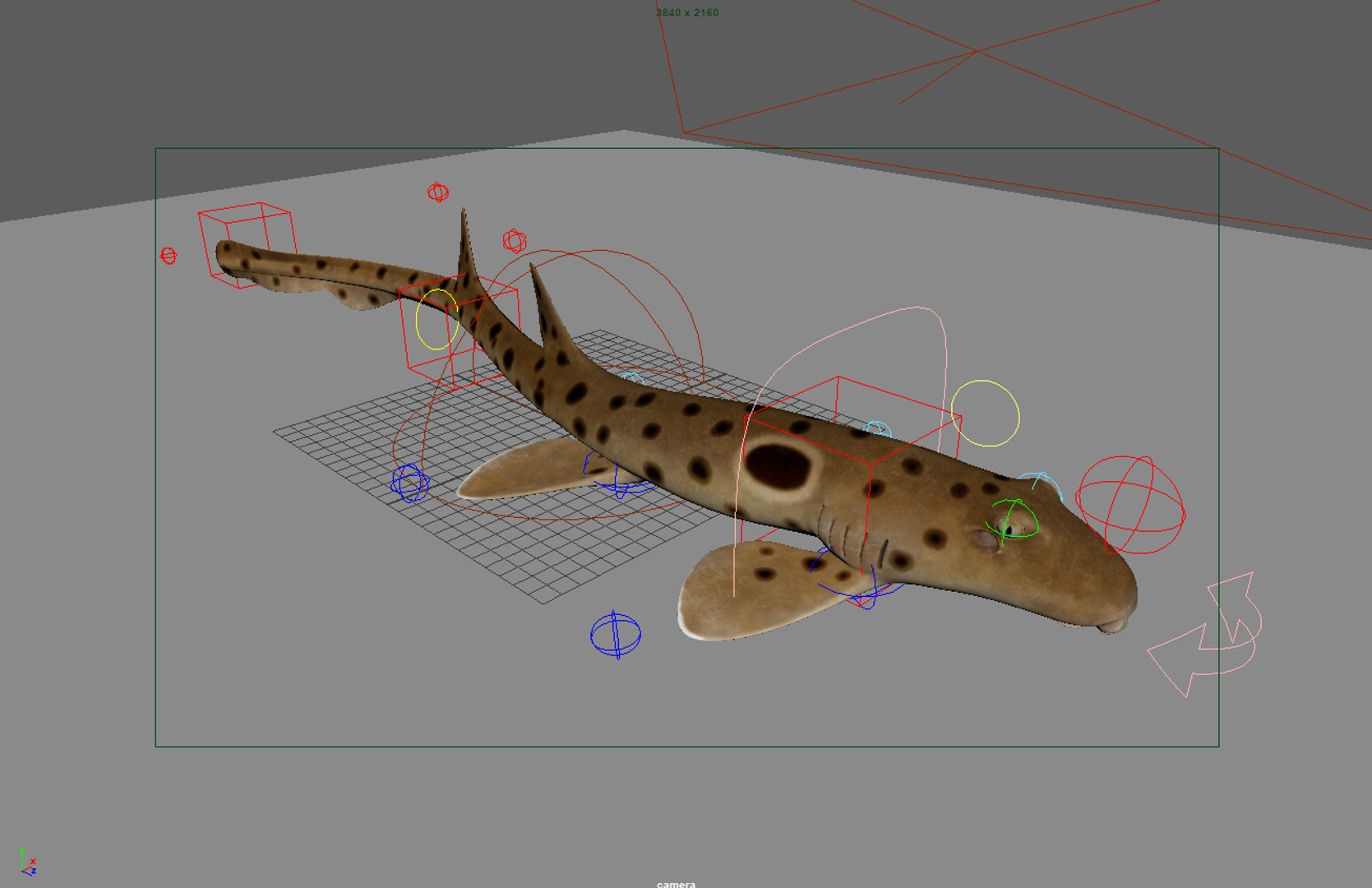 3D Epaulette Shark Animated - TurboSquid 2012632