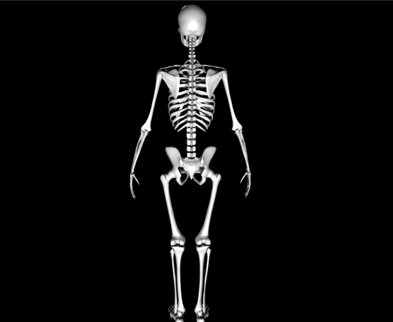 Human Skeletal 3d Model