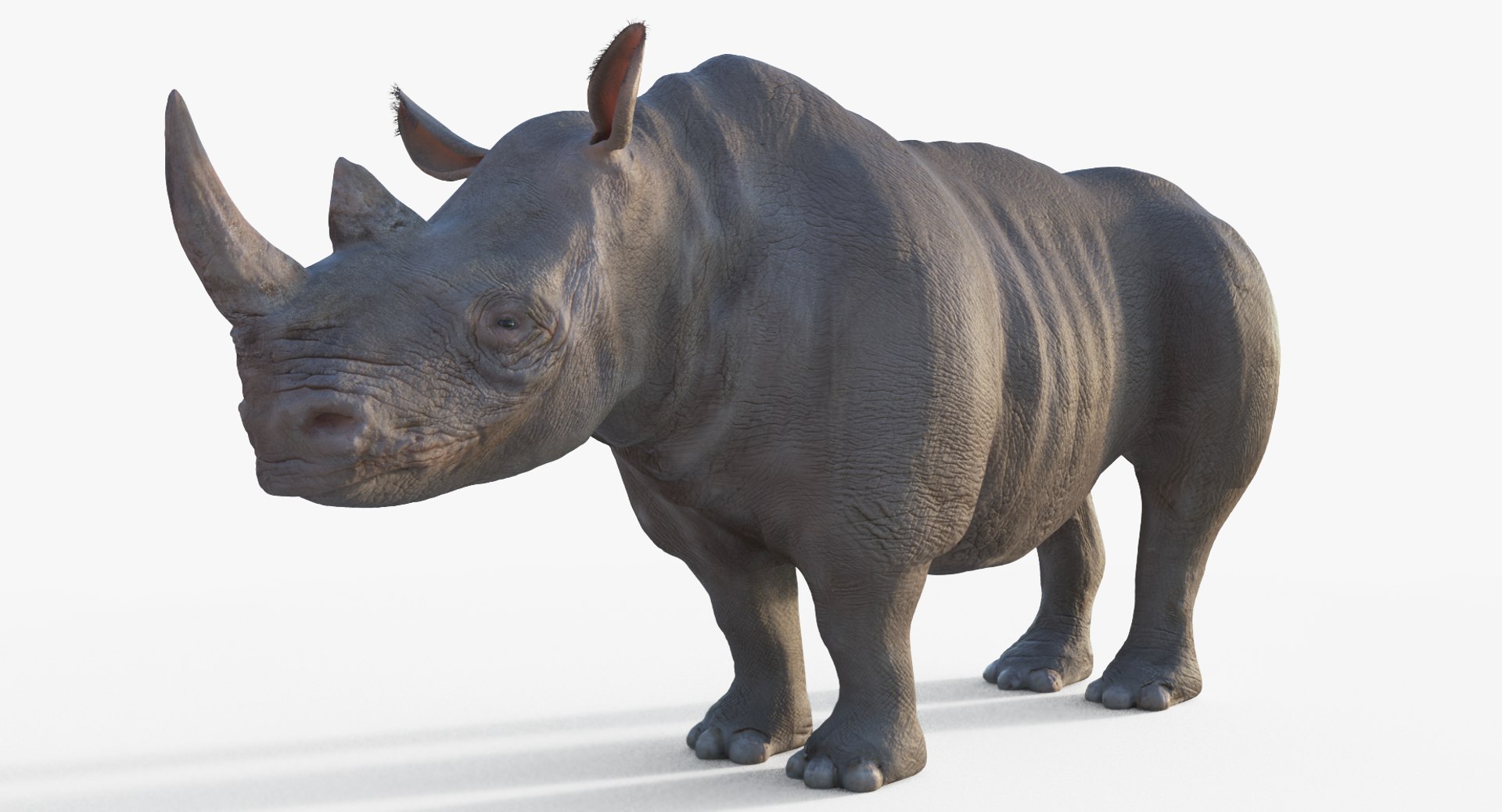 3d Realistic Rhino