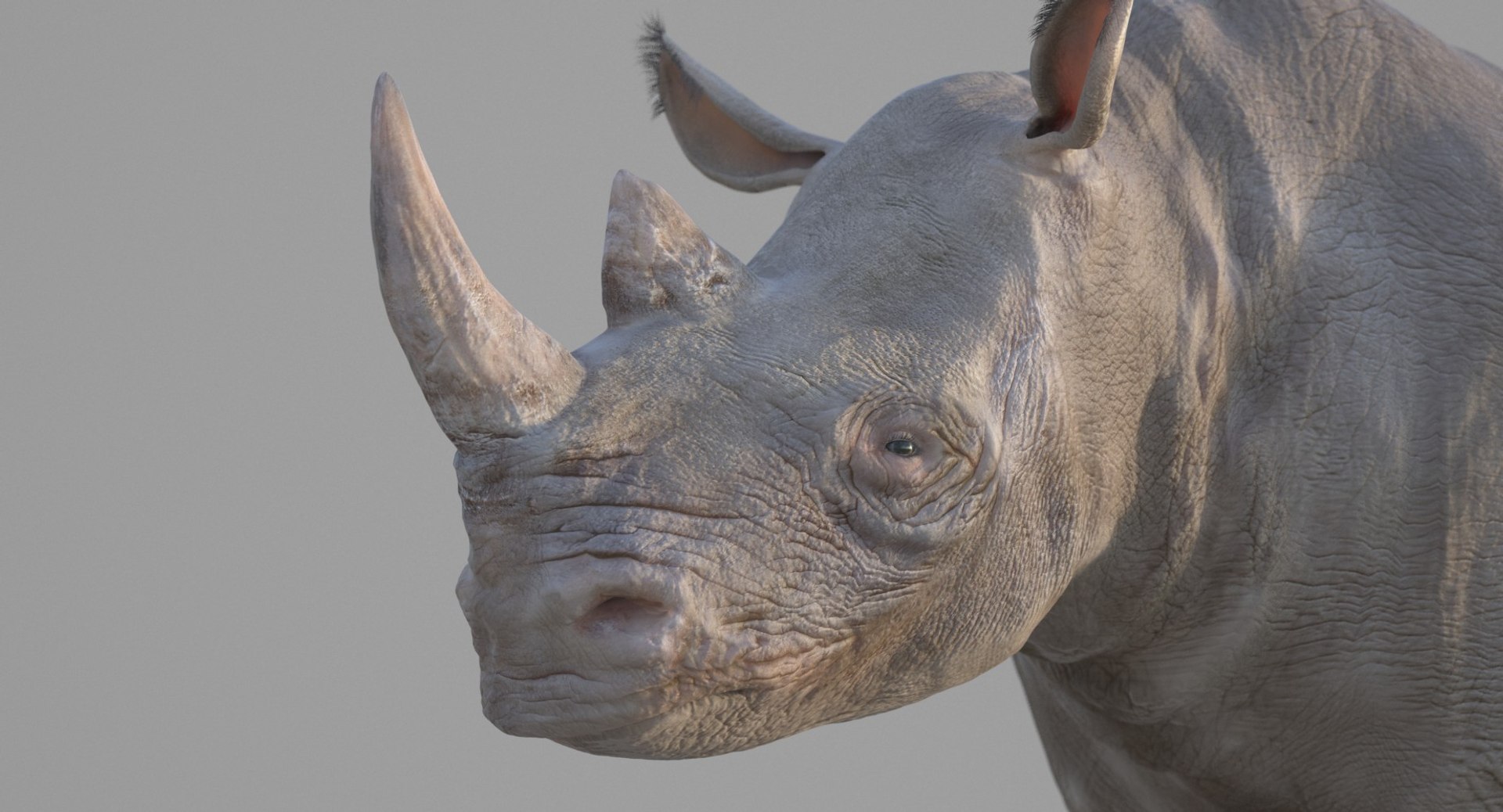 3d Realistic Rhino