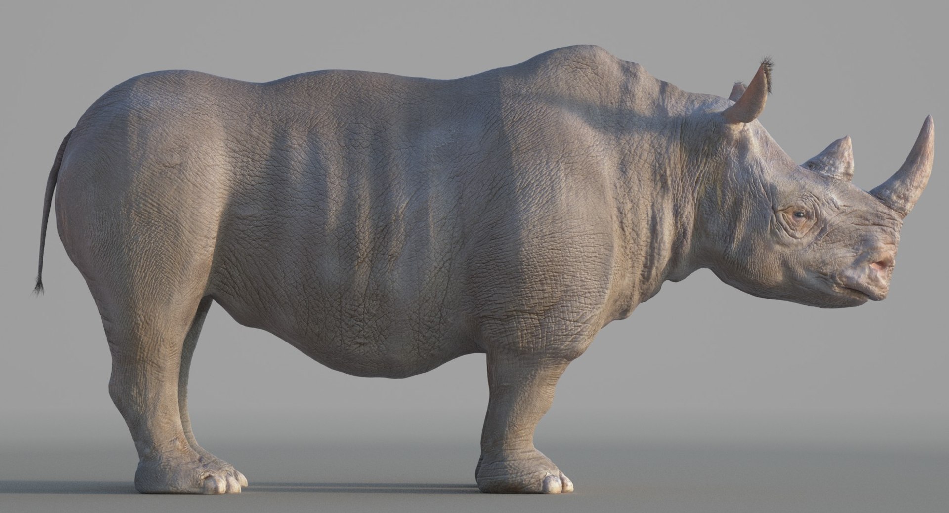 3d Realistic Rhino