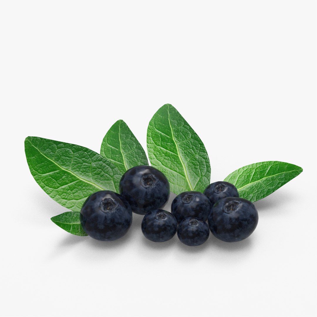 3D model Blueberry with leaf 3D - TurboSquid 2073654