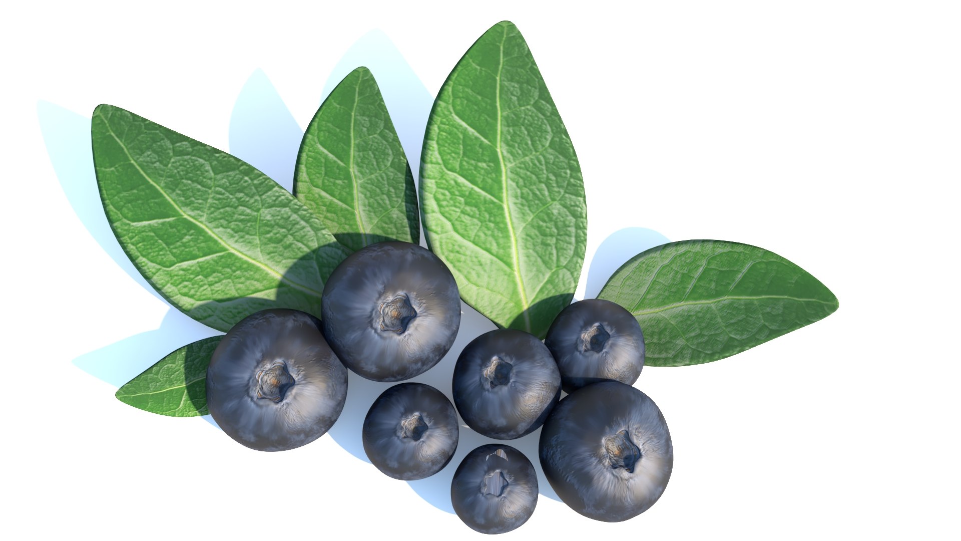 3D Model Blueberry With Leaf 3D - TurboSquid 2073654