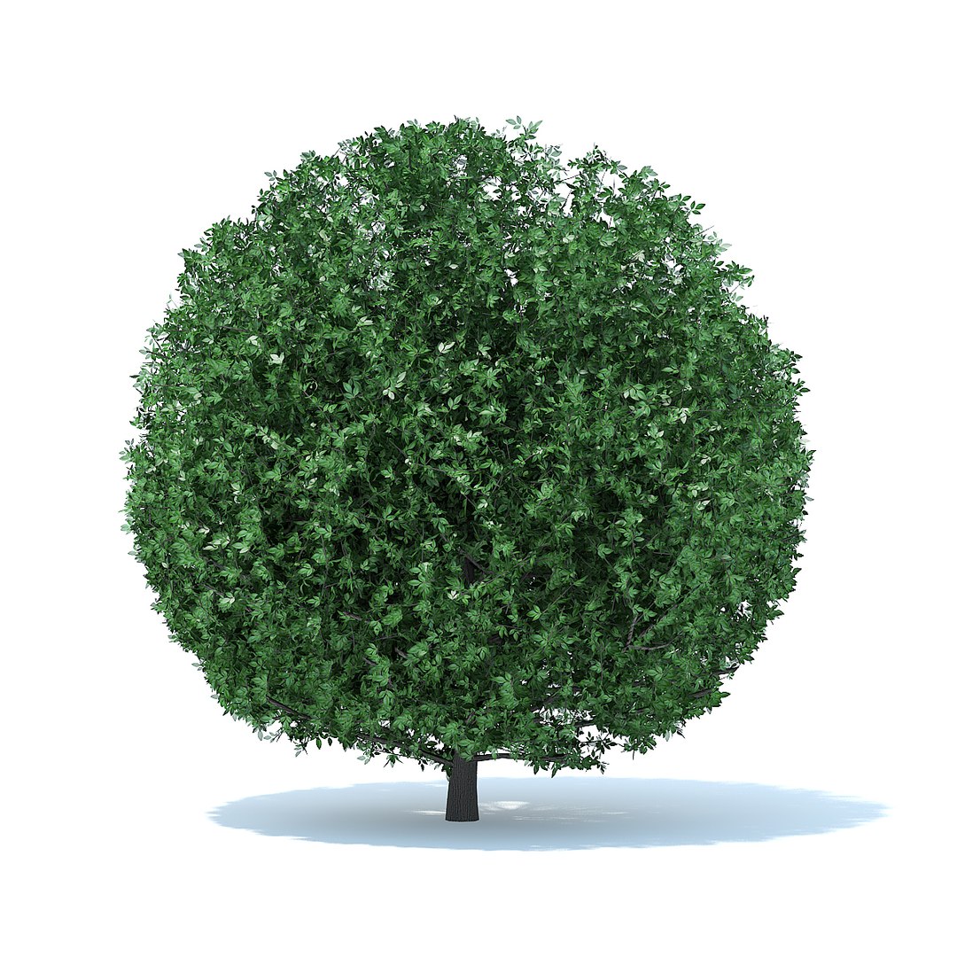 3D Spherical Shrub Model - TurboSquid 1218364