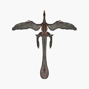 Microraptor 3D Models for Download | TurboSquid