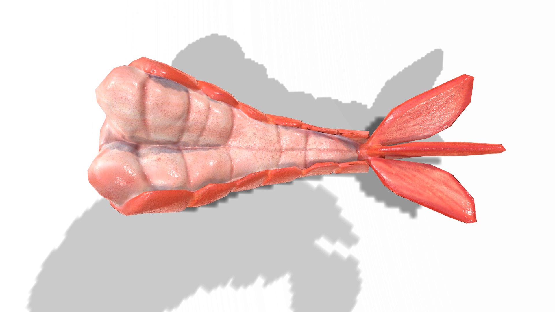 Scampi Tail Boiled model - TurboSquid 2084213