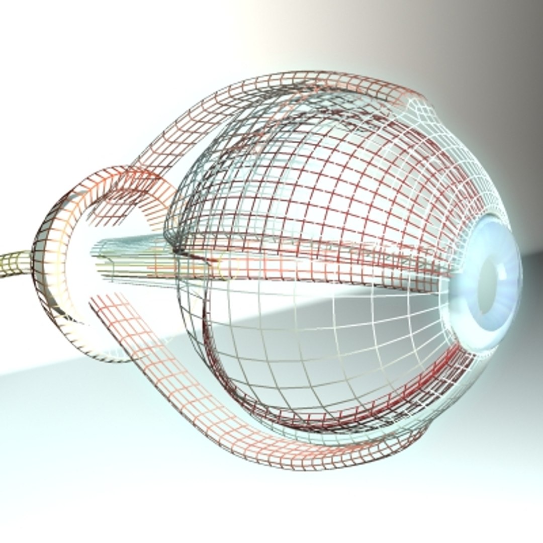 Anatomy Eyeball Eye 3d Model