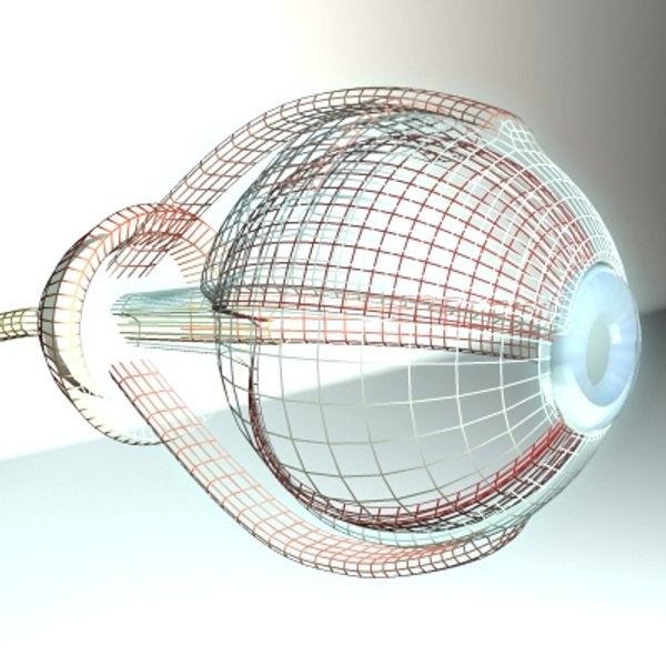 anatomy eyeball eye 3d model