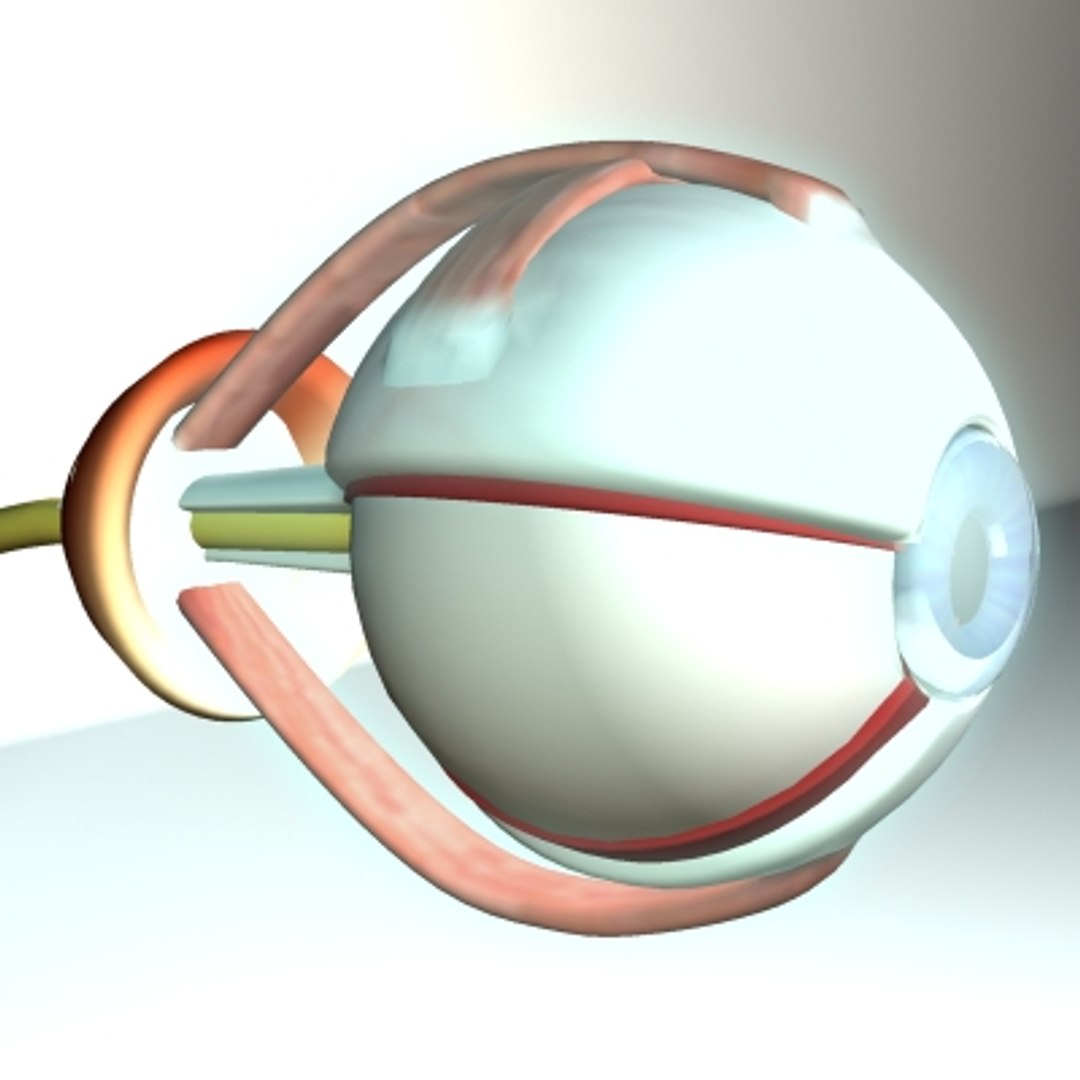 Anatomy Eyeball Eye 3d Model