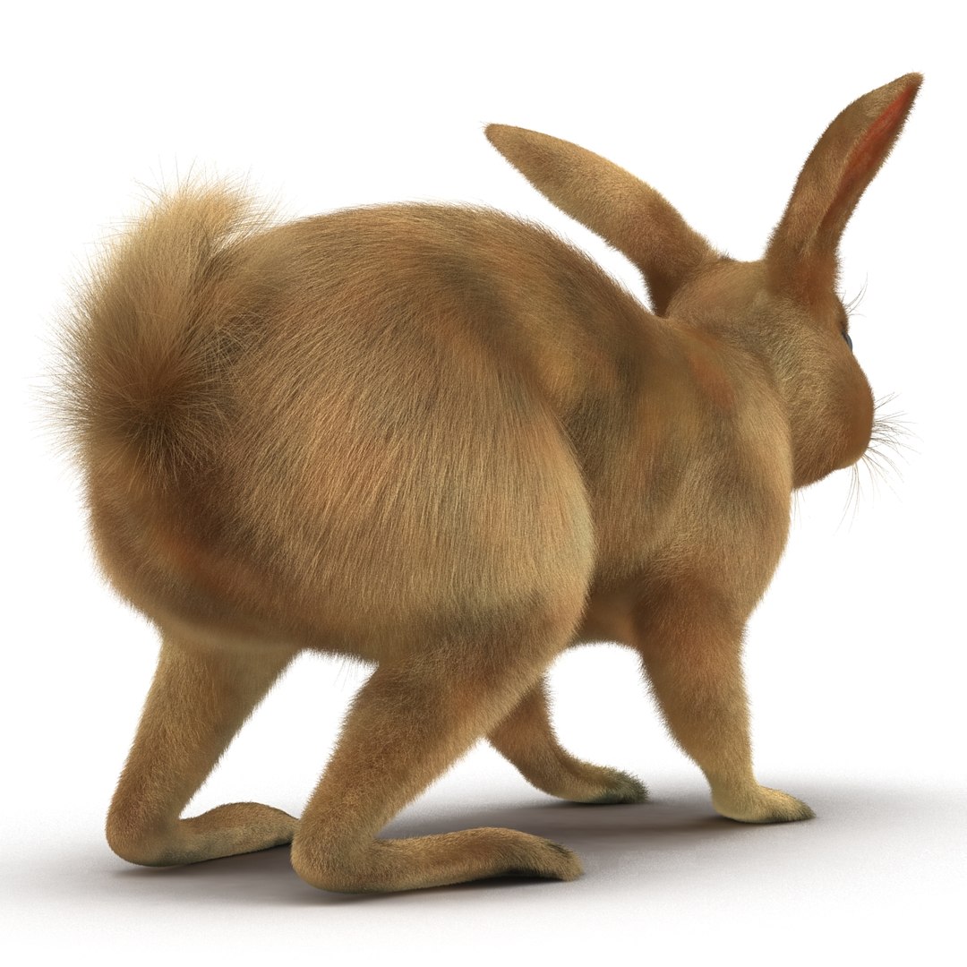 3d model rabbit rigged