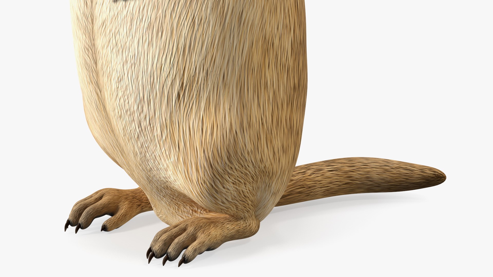 Groundhog Standing On Hind Legs 3D Model - TurboSquid 1964246