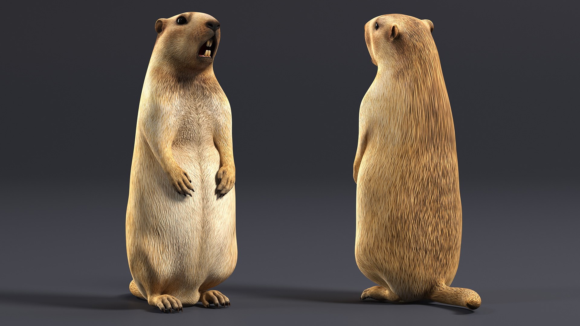 Groundhog Standing On Hind Legs 3D Model - TurboSquid 1964246