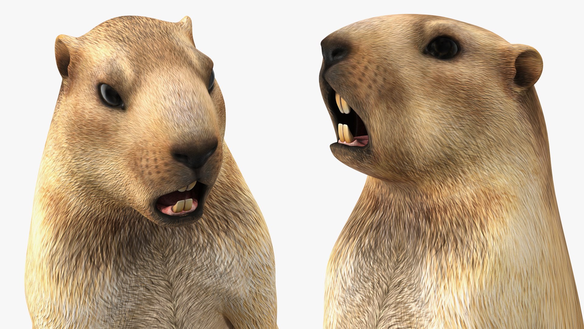 Groundhog Standing On Hind Legs 3D Model - TurboSquid 1964246