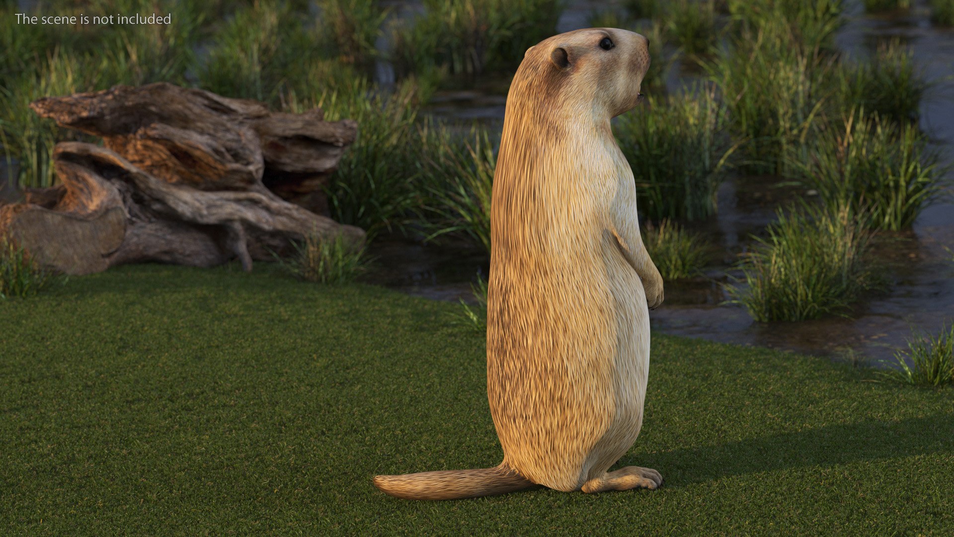 Groundhog Standing On Hind Legs 3D Model - TurboSquid 1964246