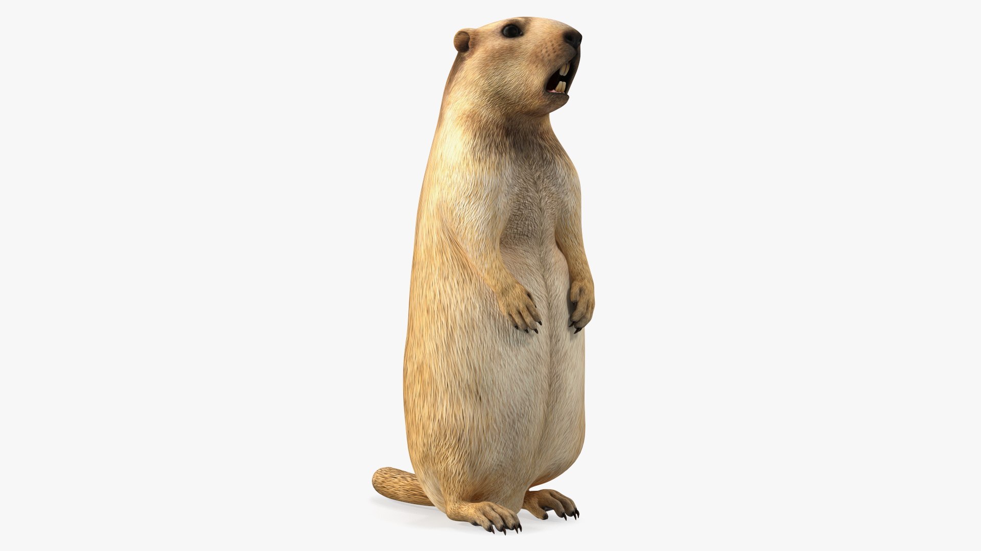 Groundhog Standing on Hind Legs 3D model - TurboSquid 1964246