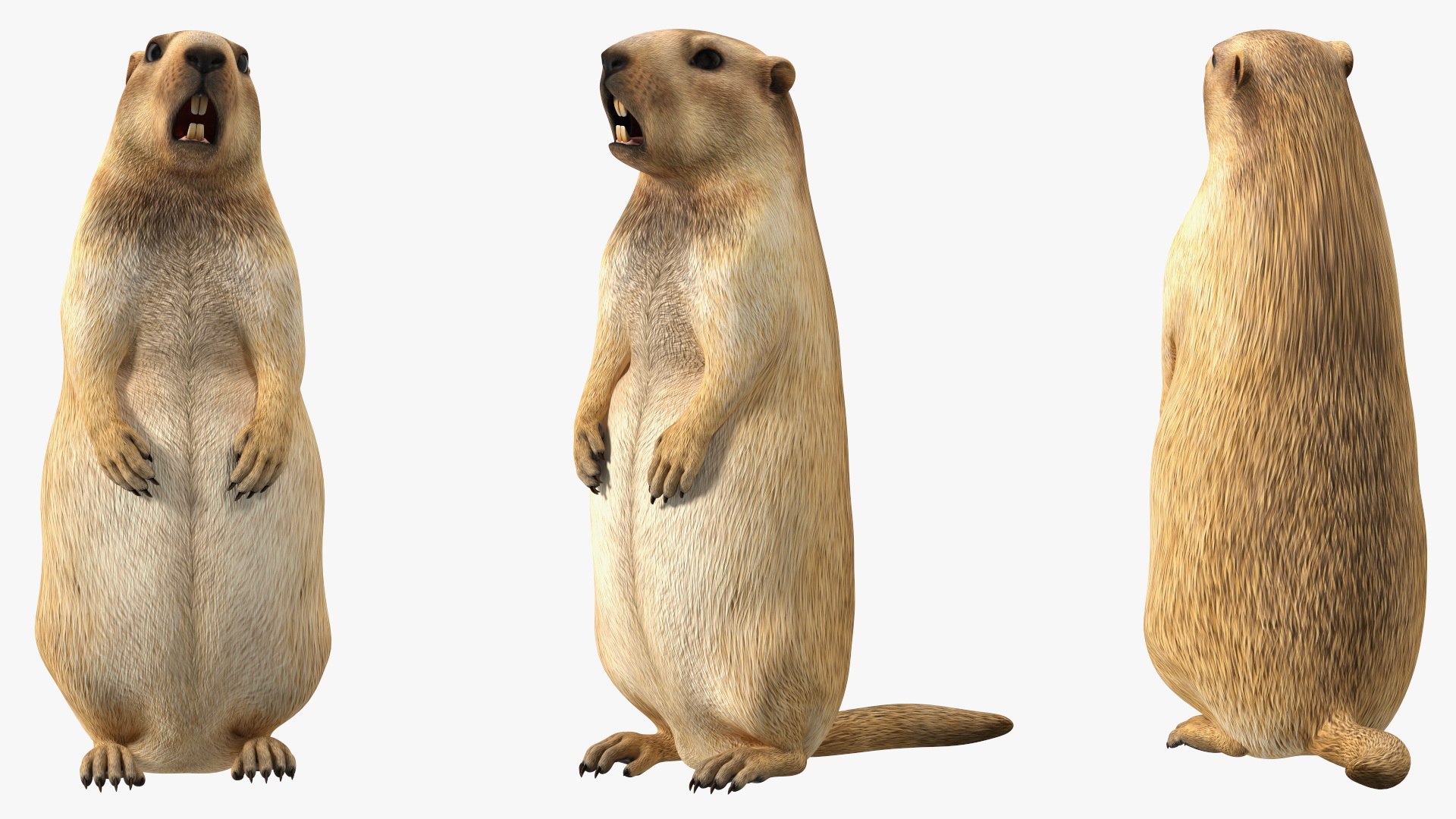 Groundhog Standing On Hind Legs 3D Model - TurboSquid 1964246