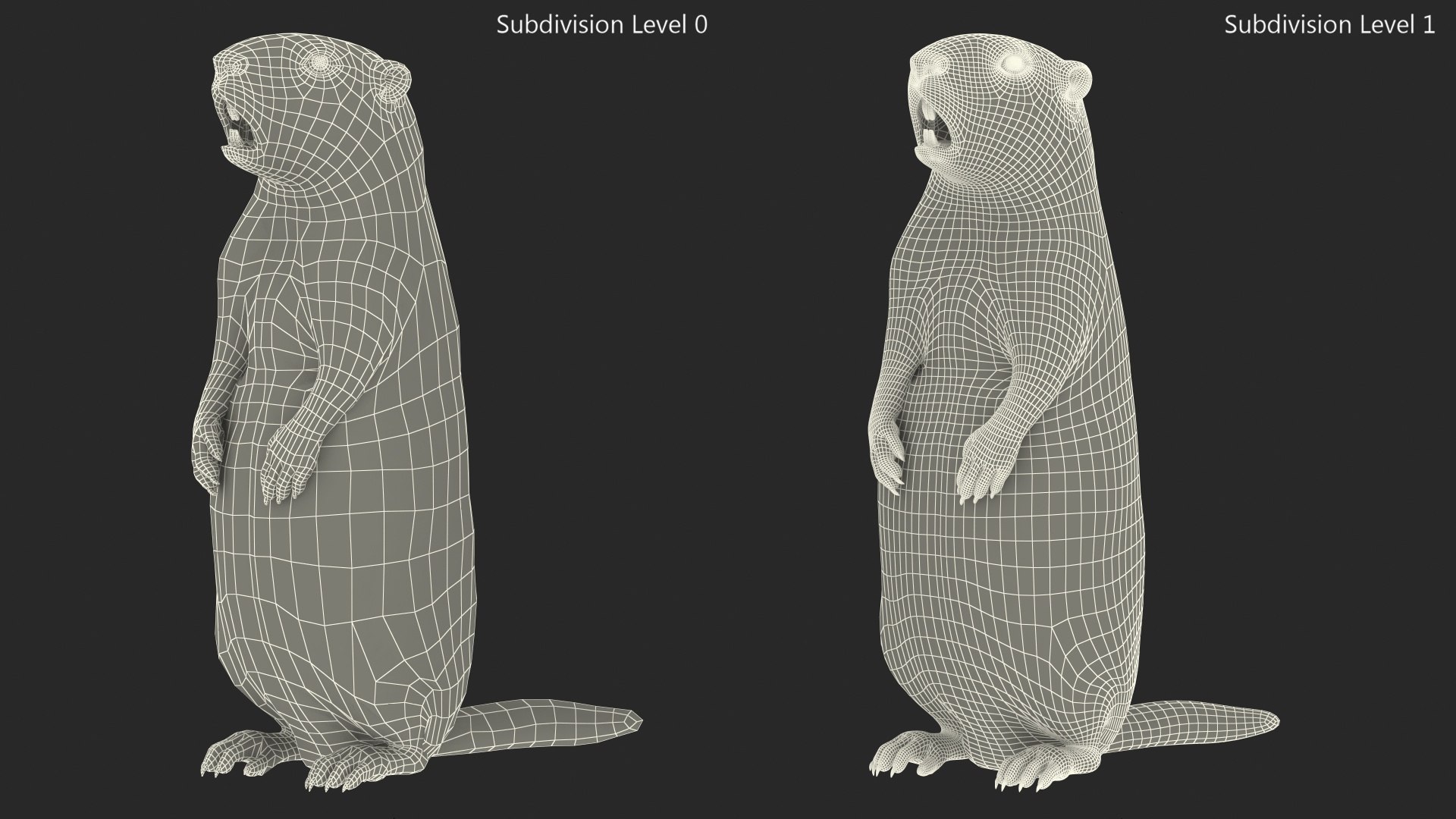 Groundhog Standing On Hind Legs 3D Model - TurboSquid 1964246