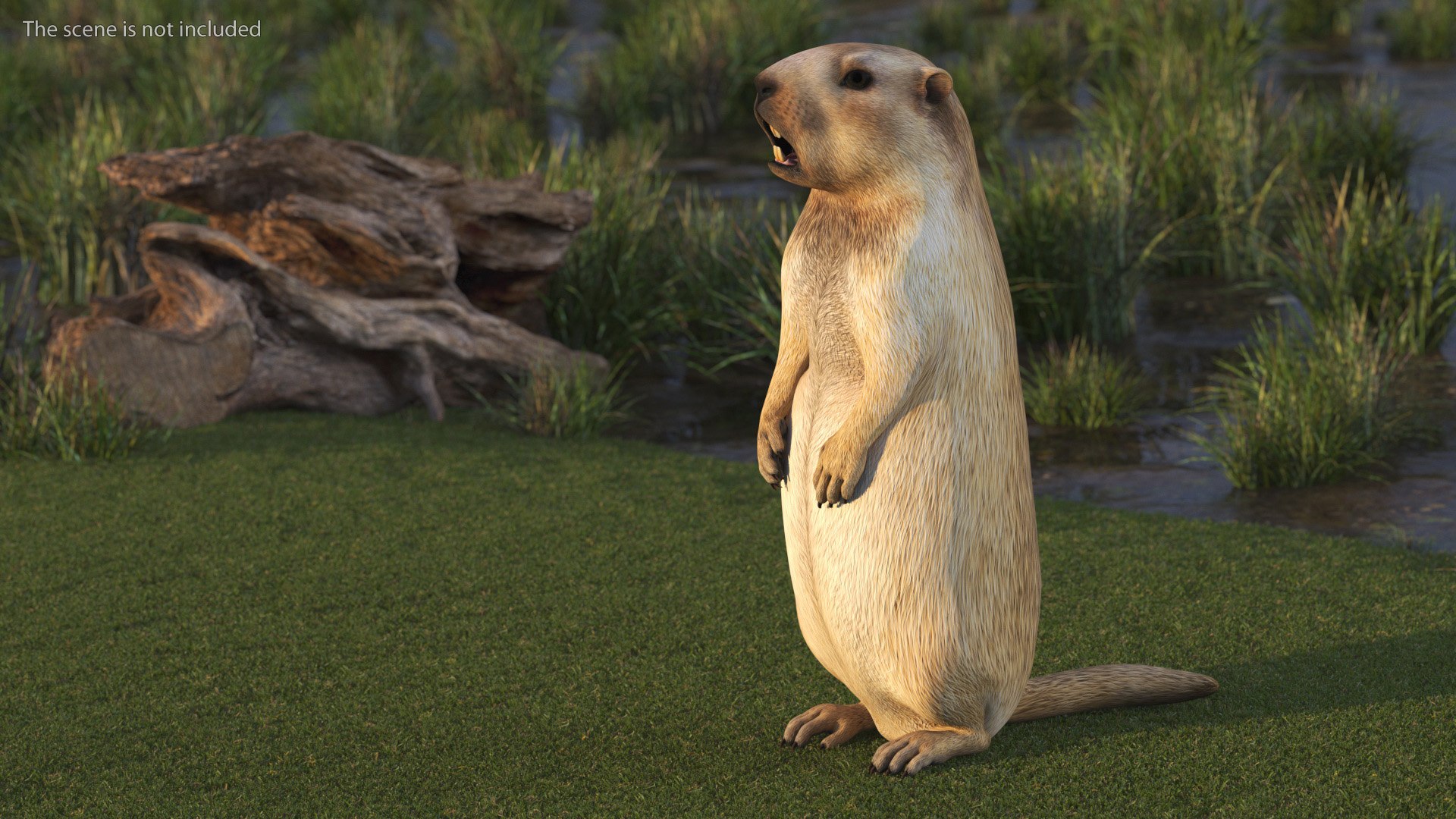 Groundhog Standing On Hind Legs 3D Model - TurboSquid 1964246