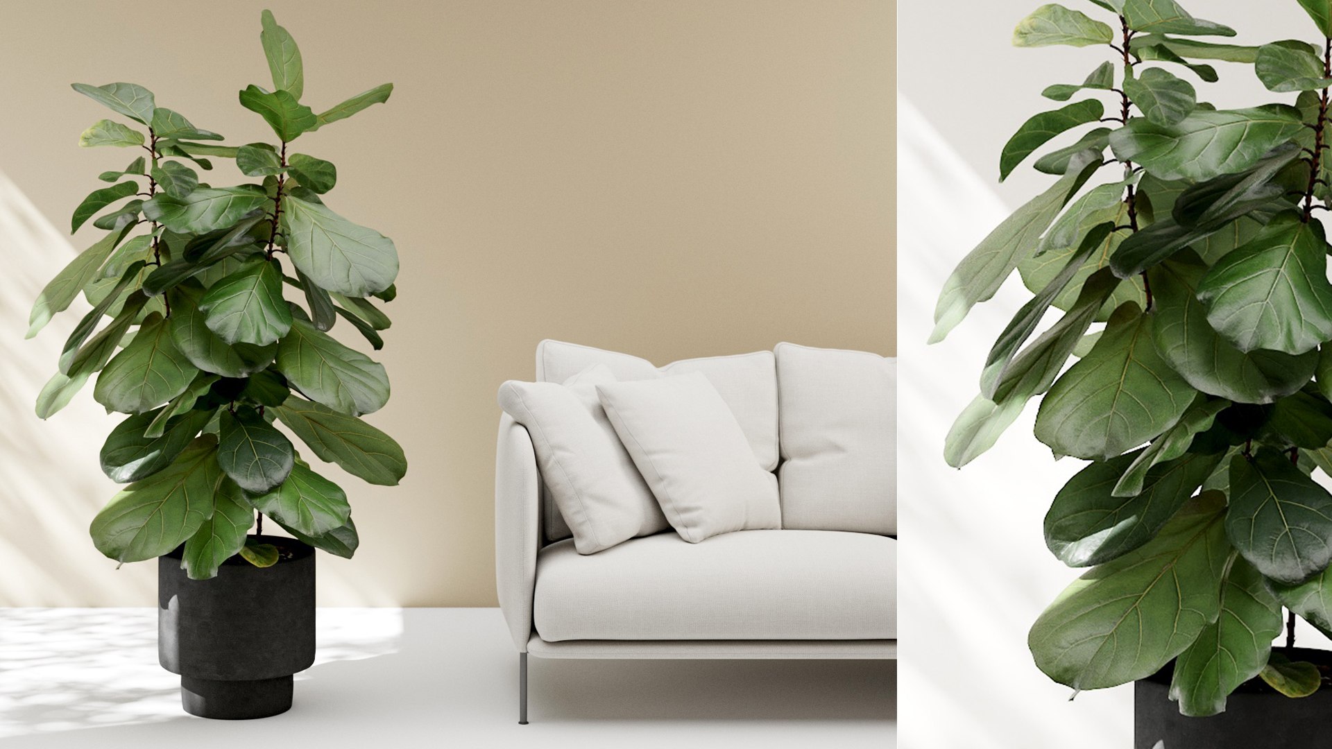 3D Ficus Lyrata Fiddle Leaf Fig M Model - TurboSquid 2228463