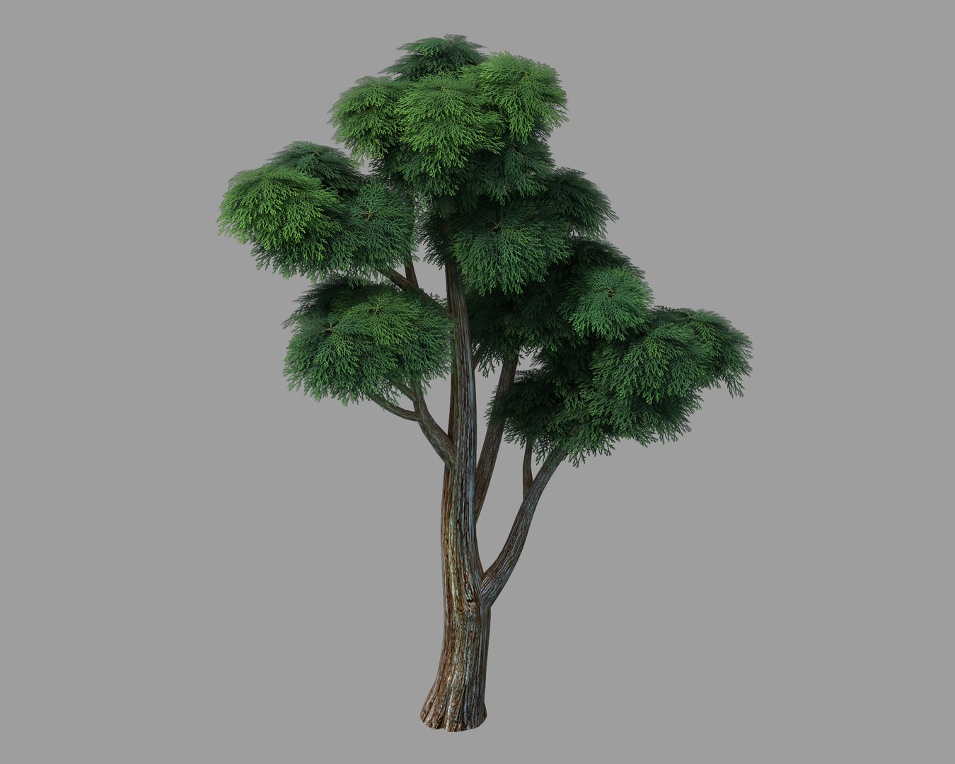 3D Model Plants - Cypress 03 - TurboSquid 1449701
