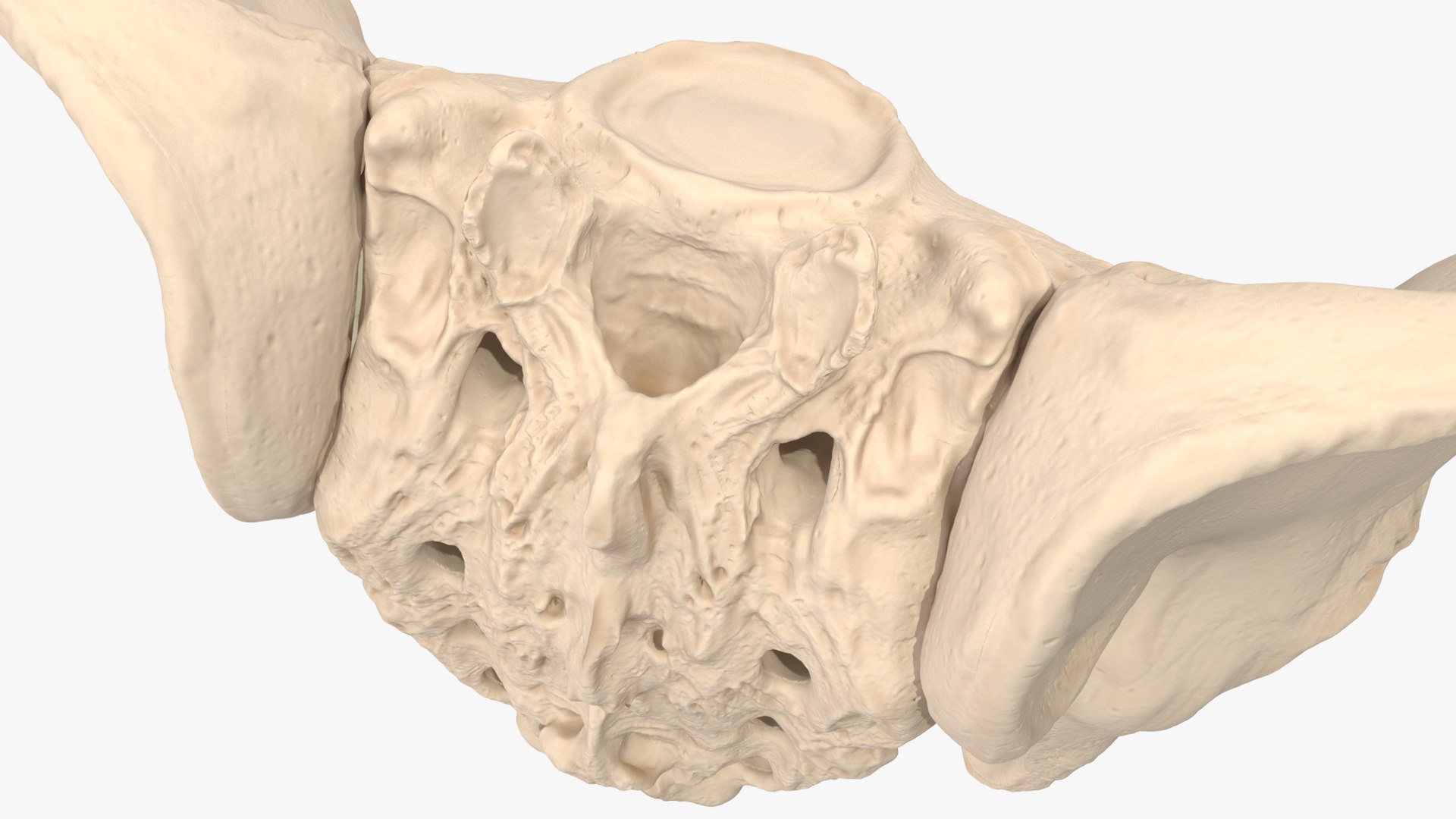 3D Human Female Pelvis Anatomy Model - TurboSquid 2386670