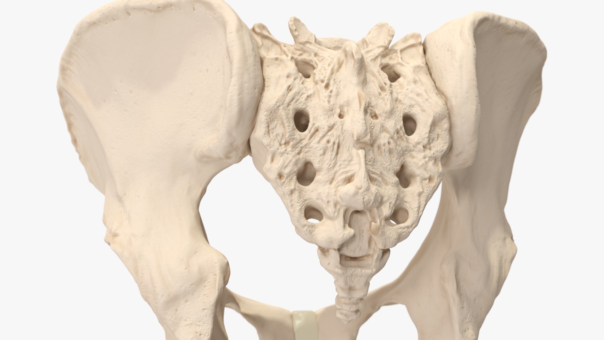 3D Human Female Pelvis Anatomy Model - TurboSquid 2386670