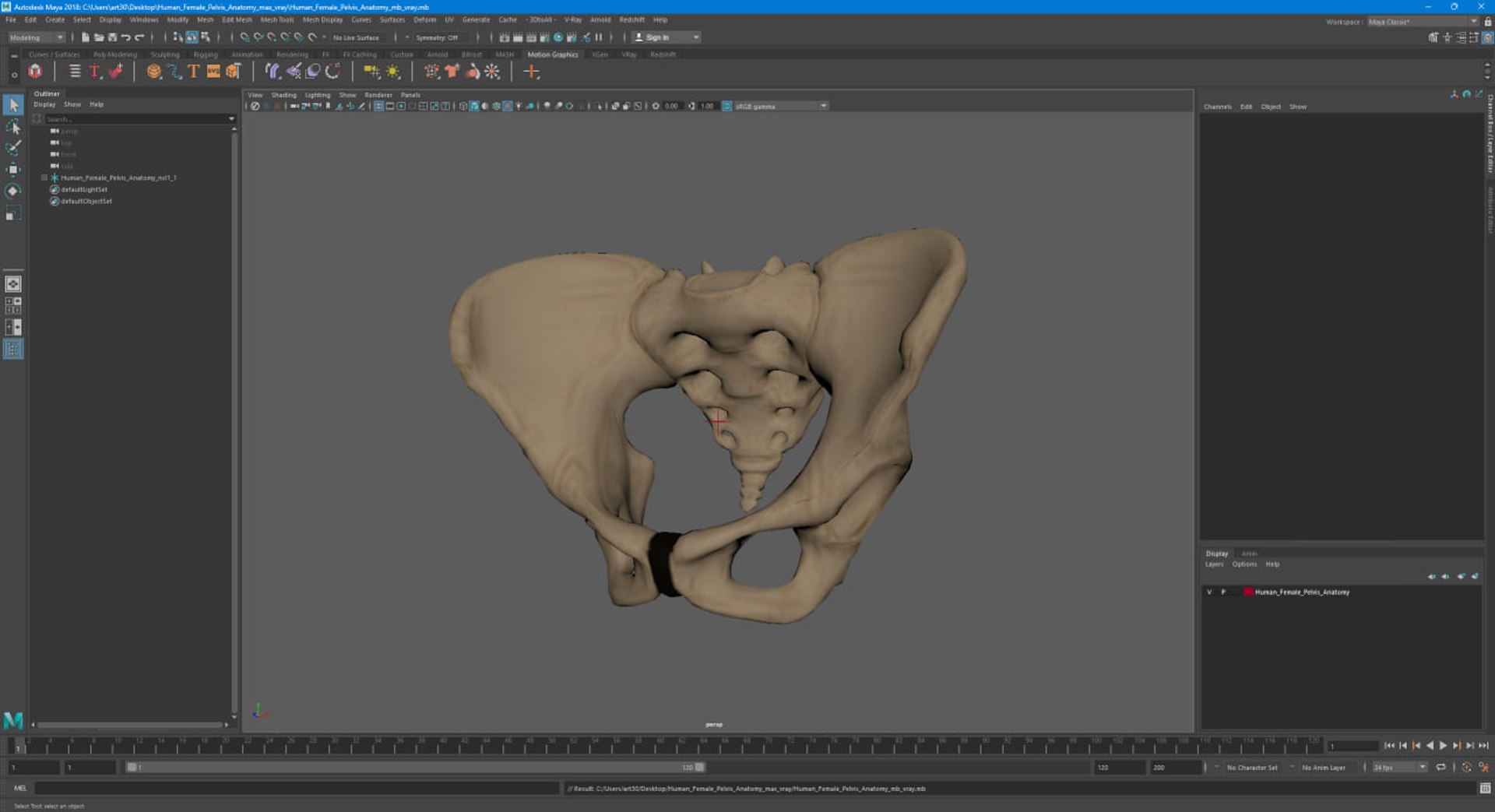 3D Human Female Pelvis Anatomy Model - TurboSquid 2386670