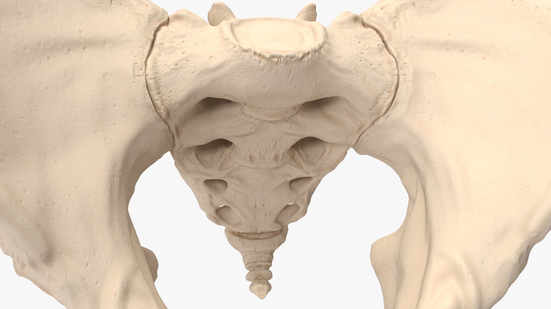 3D Human Female Pelvis Anatomy Model - TurboSquid 2386670