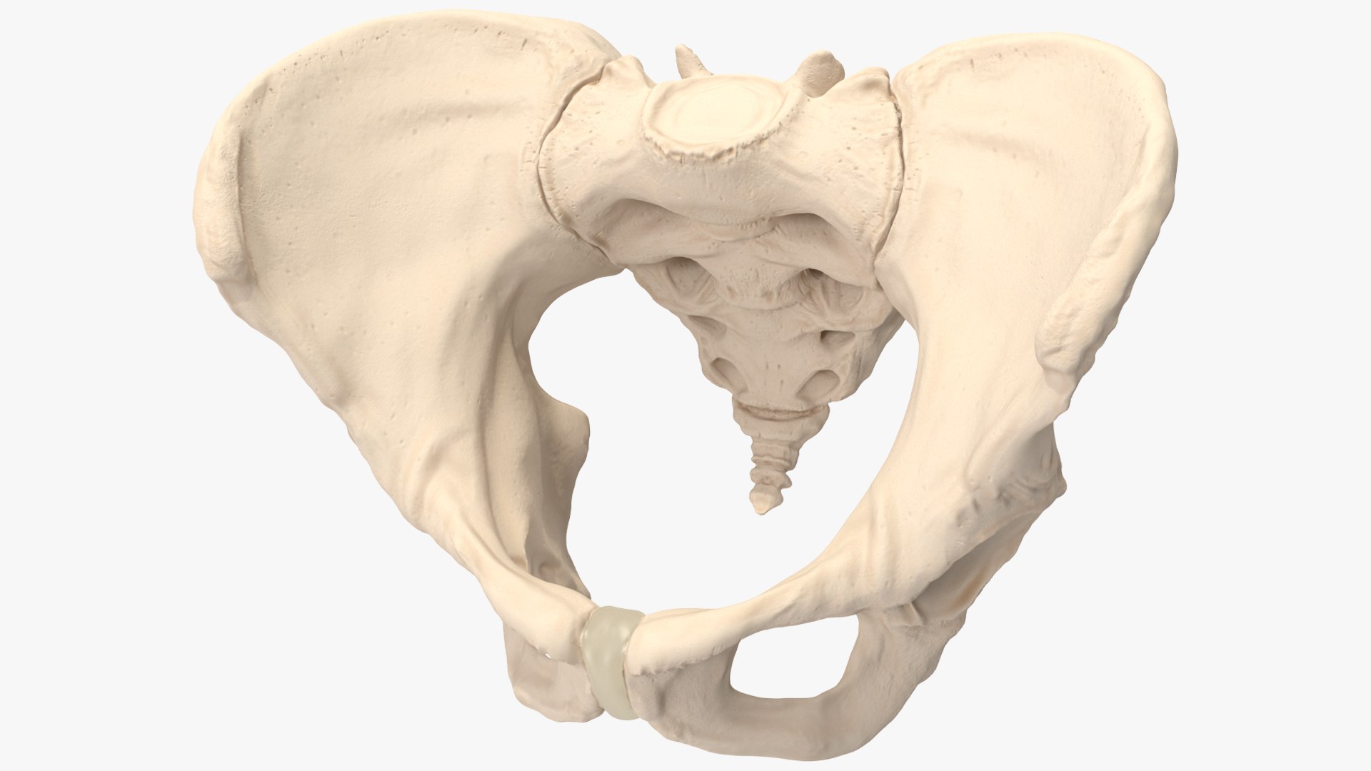 3D Human Female Pelvis Anatomy Model - TurboSquid 2386670