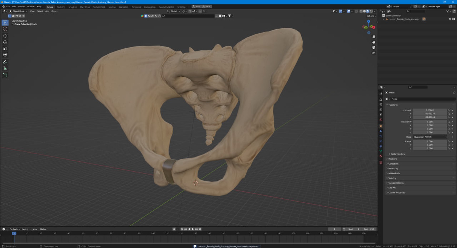 3D Human Female Pelvis Anatomy Model - TurboSquid 2386670