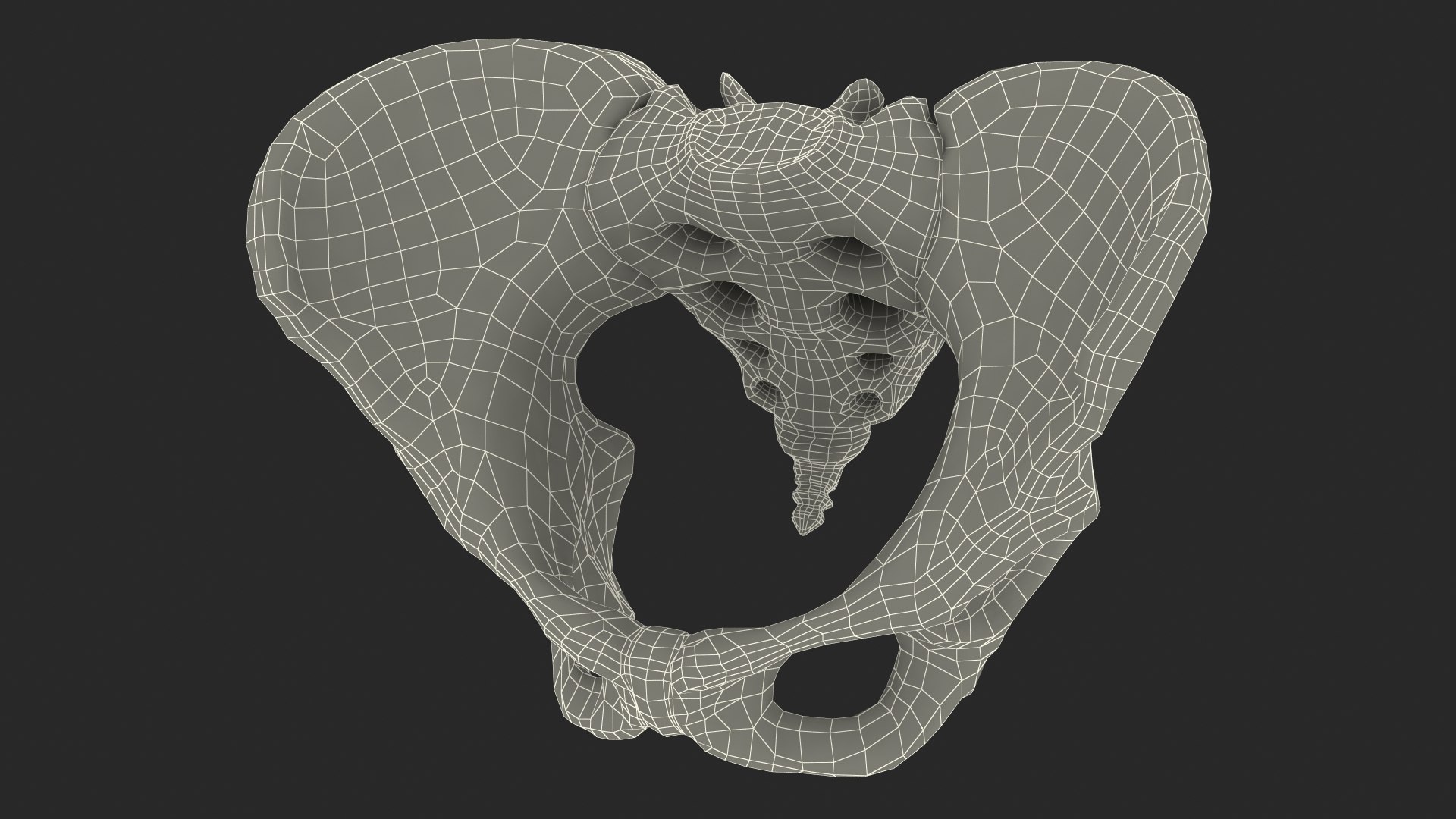 3D Human Female Pelvis Anatomy Model - TurboSquid 2386670