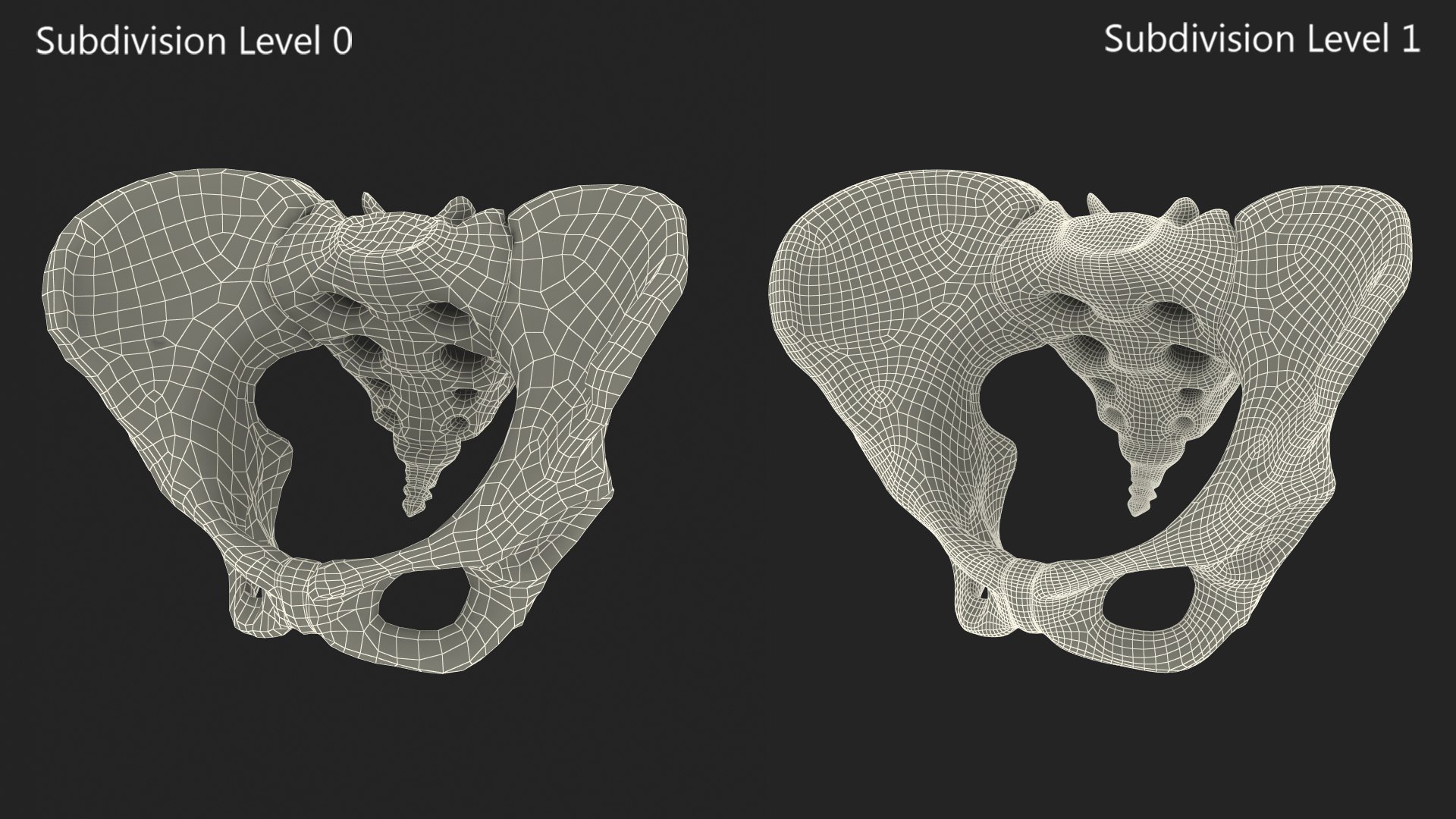 3D Human Female Pelvis Anatomy Model - TurboSquid 2386670