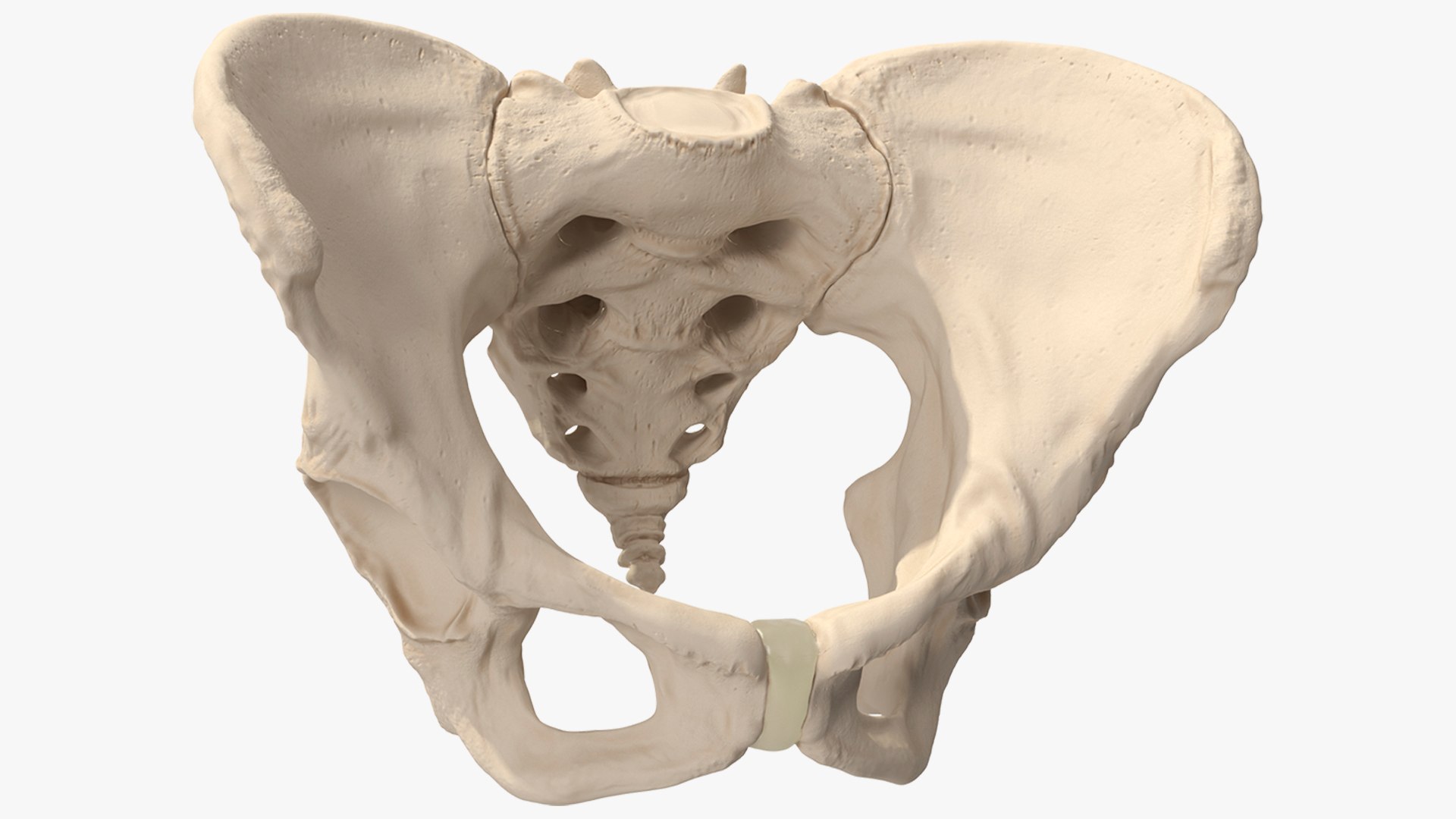 3D Human Female Pelvis Anatomy Model - TurboSquid 2386670