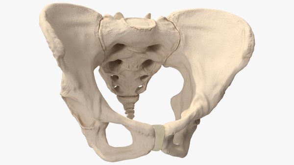 pelvis anatomia