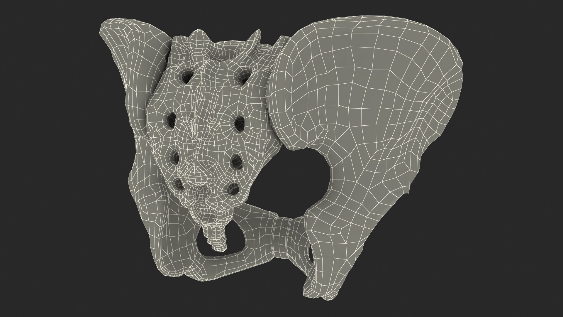 3D Human Female Pelvis Anatomy Model - TurboSquid 2386670