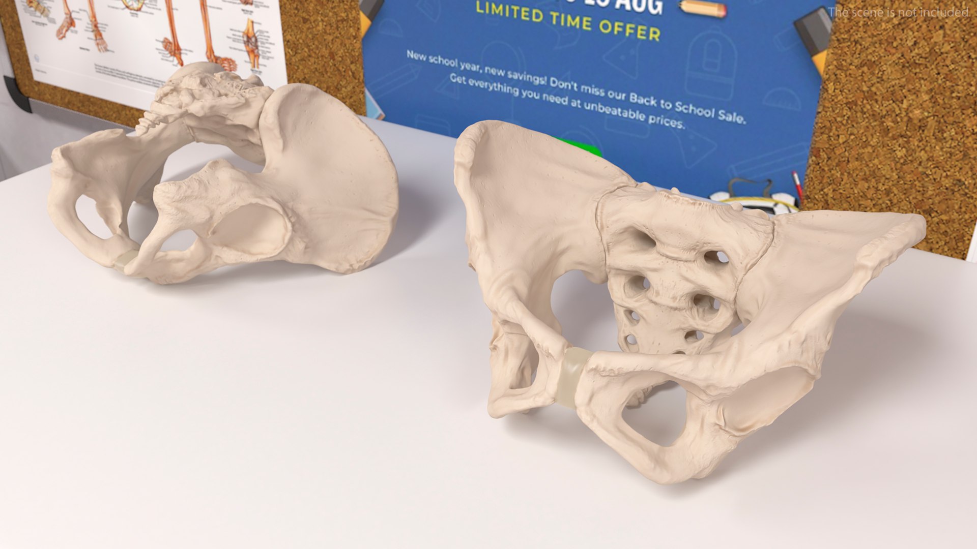3D Human Female Pelvis Anatomy Model - TurboSquid 2386670