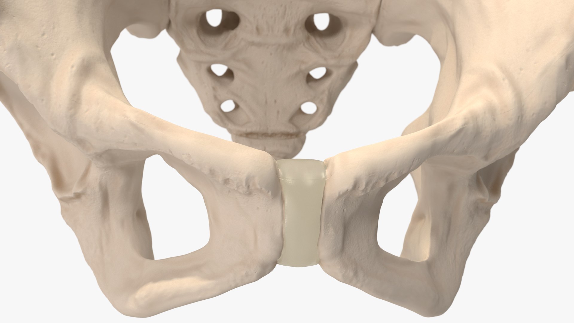 3D Human Female Pelvis Anatomy Model - TurboSquid 2386670