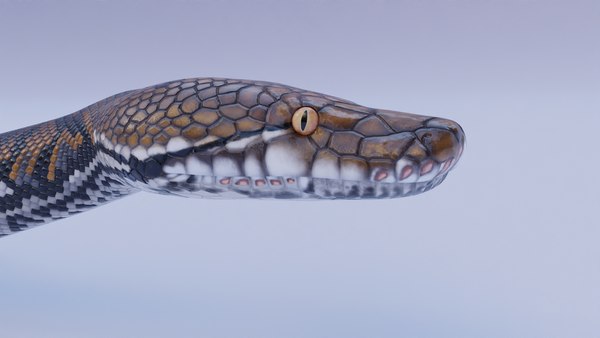 アミメニシキヘビ3Dモデル - TurboSquid 1833686