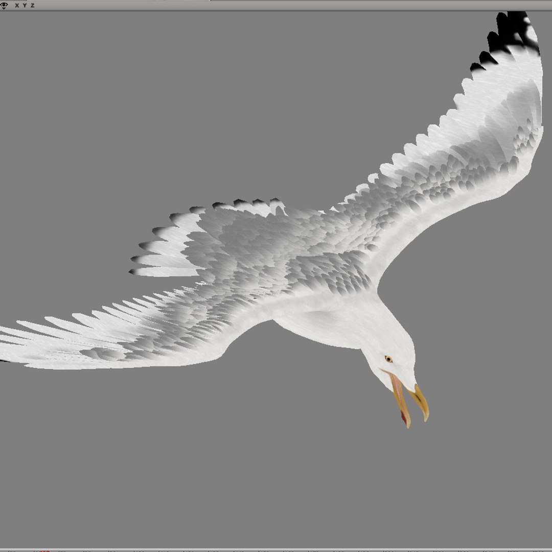 3d Seagull Gull Animation Model