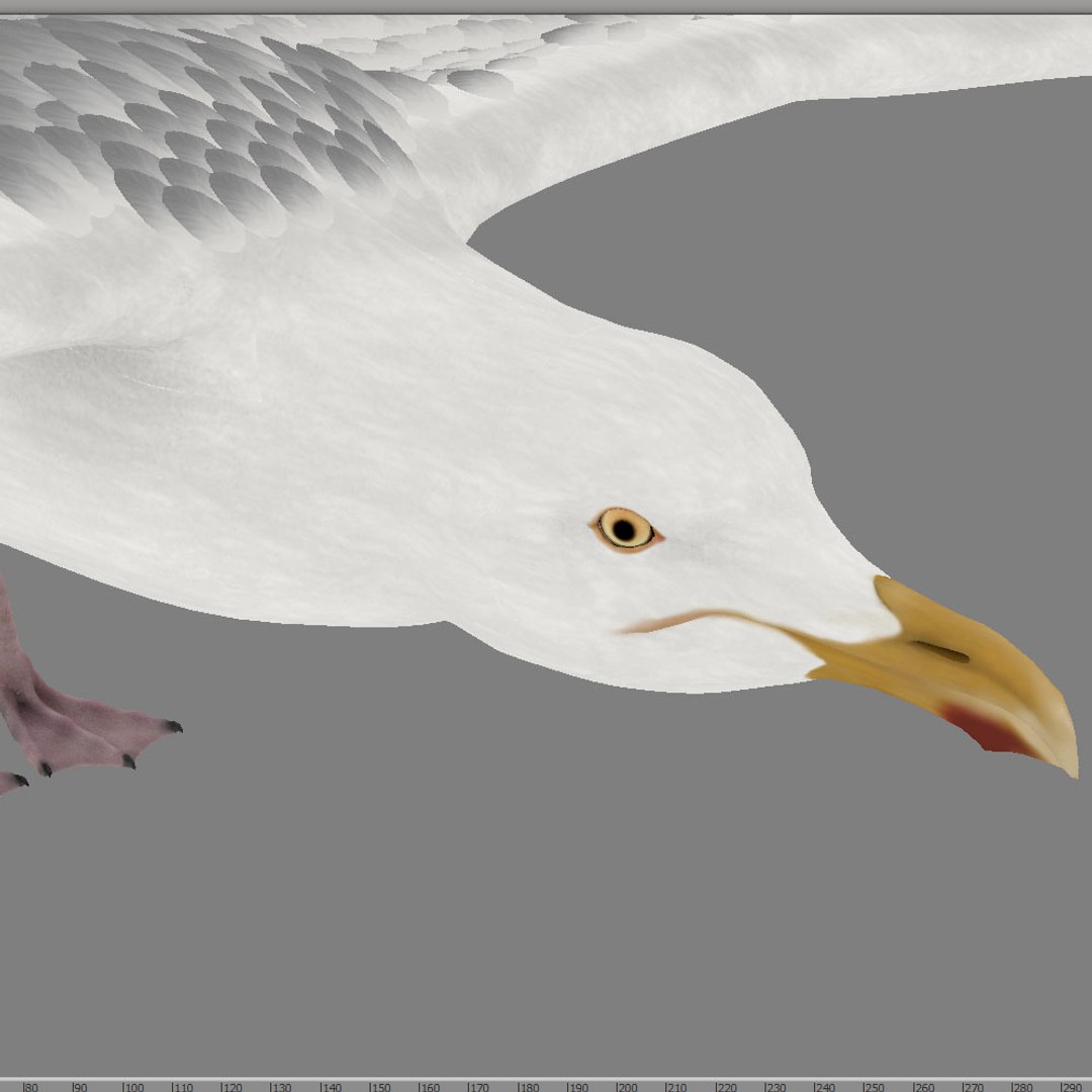 3d Seagull Gull Animation Model