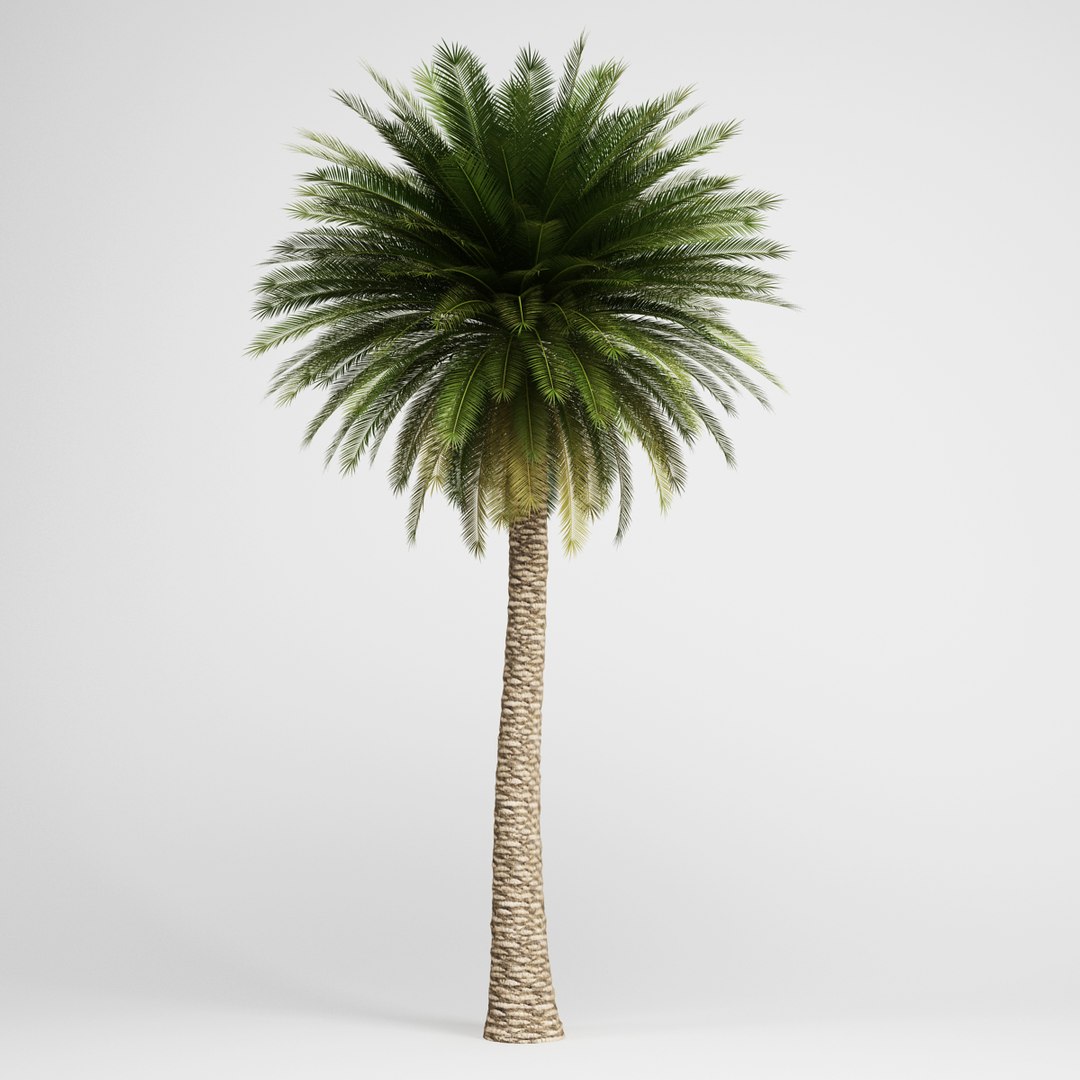 volume 15 coconut tree 3d model