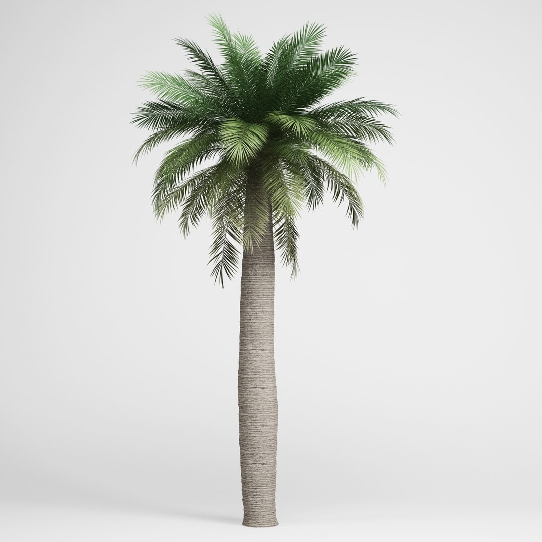 volume 15 coconut tree 3d model