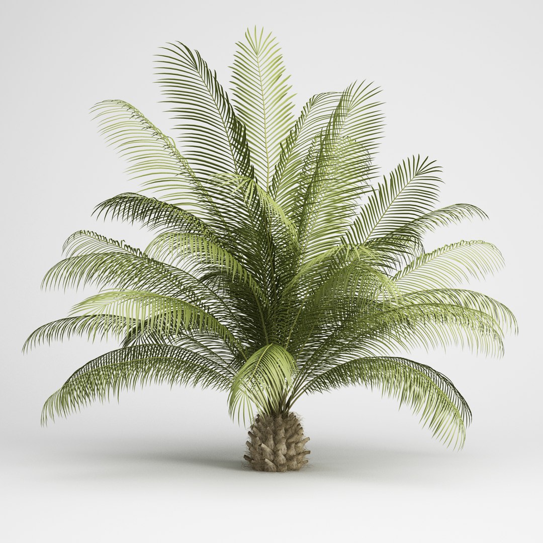 volume 15 coconut tree 3d model