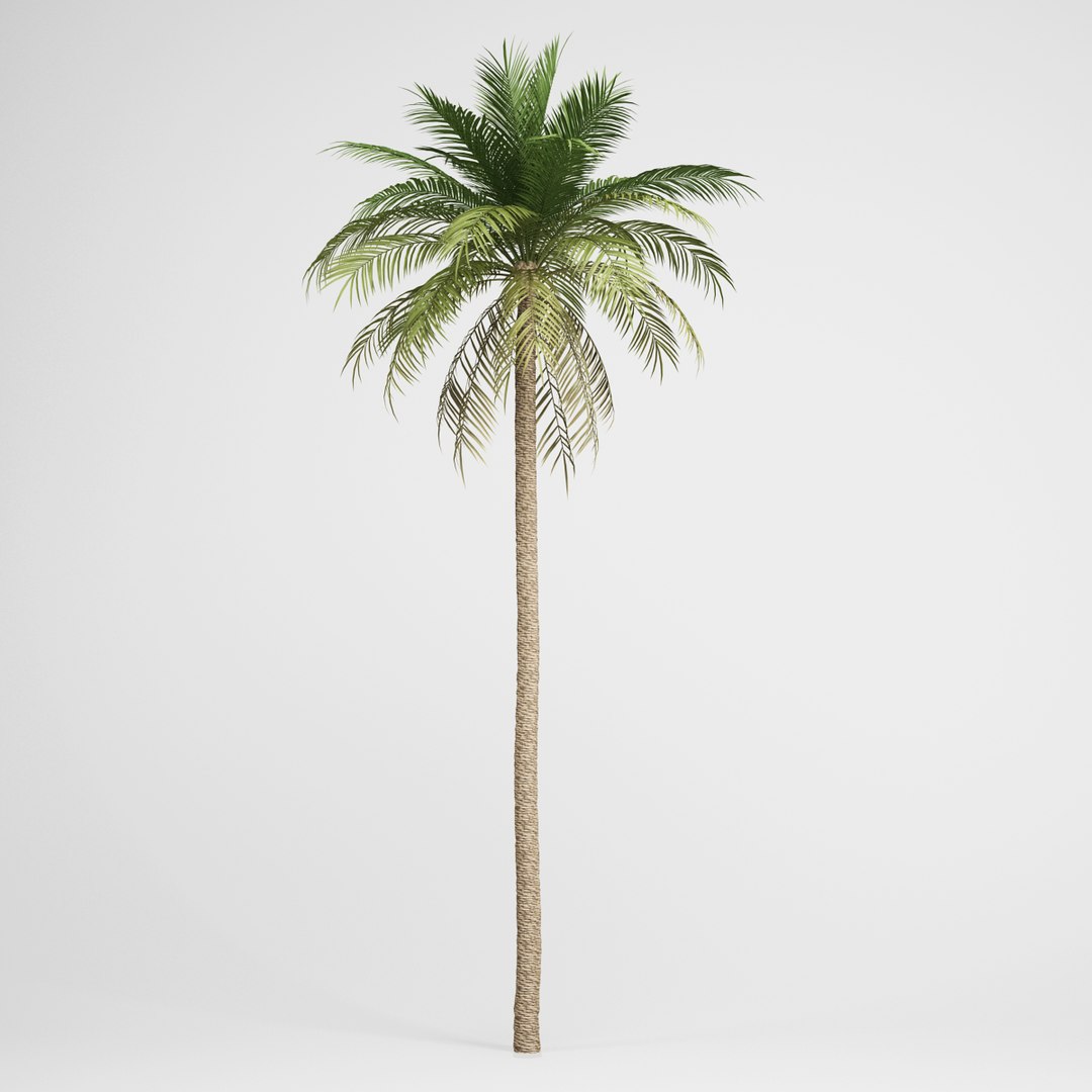 volume 15 coconut tree 3d model